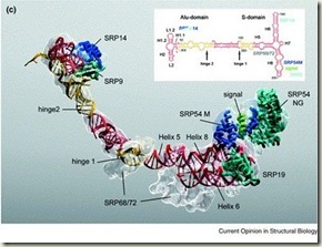Biogenmol: Translocación de proteínas a través de membrana del Retículo ...